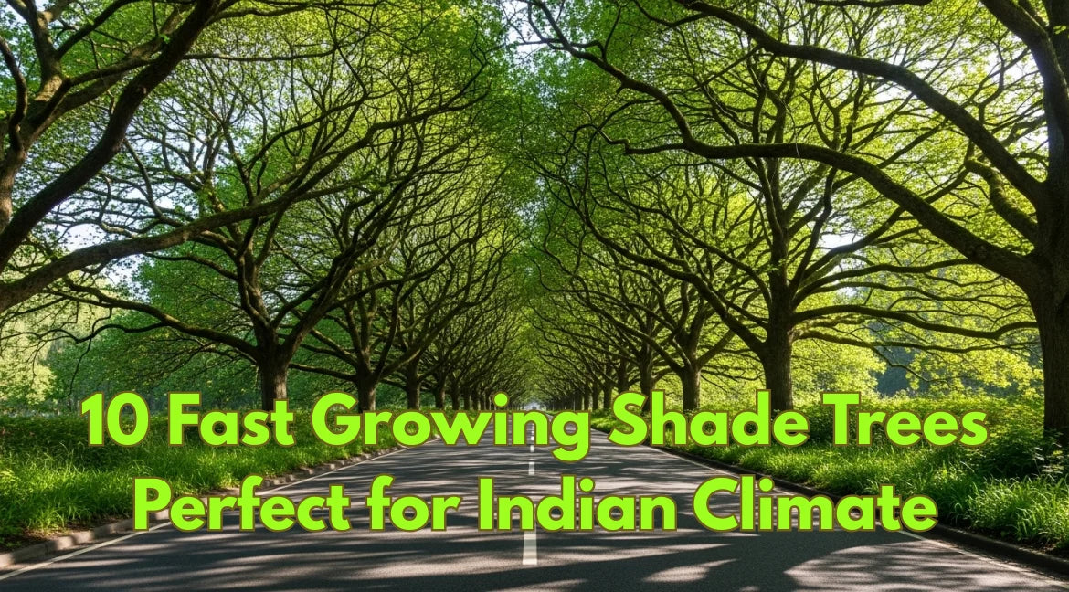 10 Fast Growing Shade Trees Perfect for Indian Climate – Bagwani Nursery