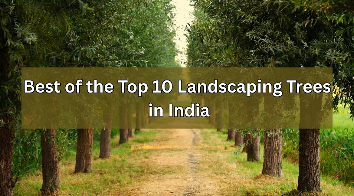 Best of the Top 10 Landscaping Trees in India – Bagwani Nursery