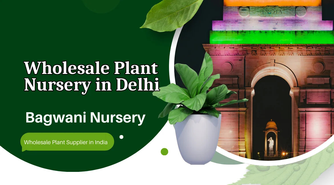 Wholesale Plant Nursery in Delhi | Bagwani Nursery