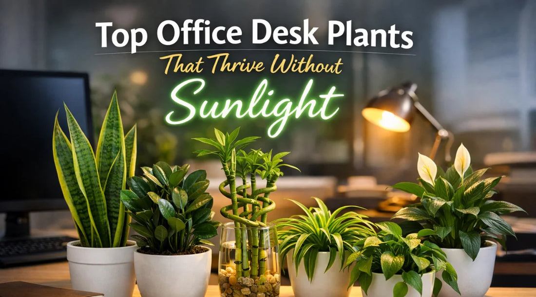 Top Office Desk Plants That Thrive Without Sunlight – Bagwani Nursery