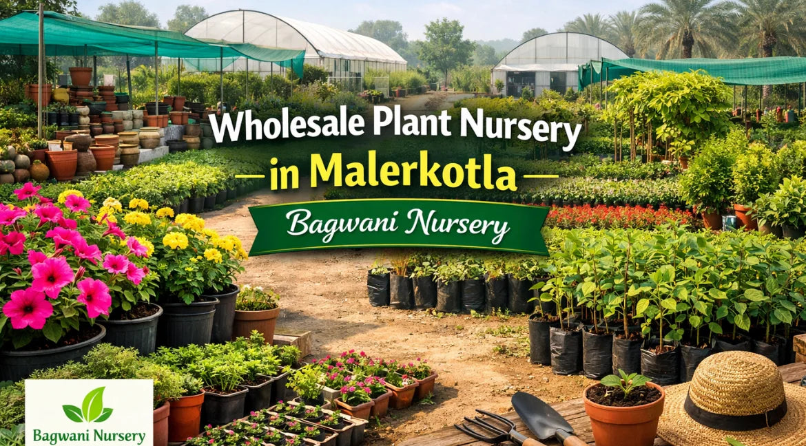 Wholesale Plant Nursery in Malerkotla – Bagwani Nursery