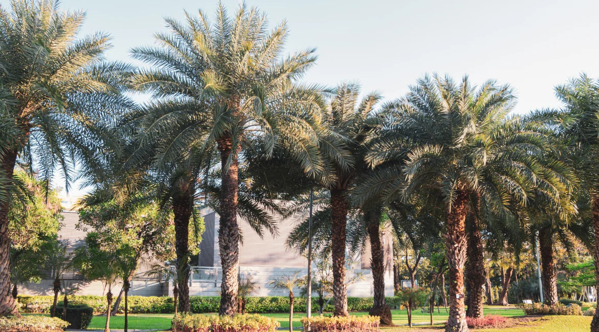 Date Palm Trees in India: Everything You Need to Know – Bagwani Nursery