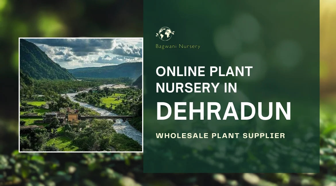 Online Plant Nursery in Dehradun | Bulk & Wholesale Plants – Bagwani ...