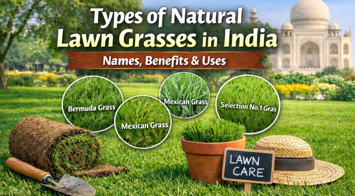 Types of Natural Lawn Grasses in India – Names, Benefits & Uses ...