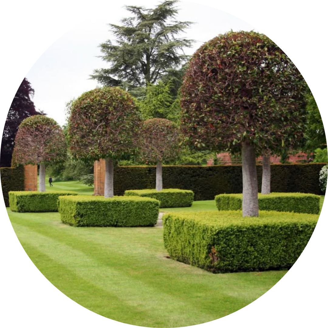 Landscaping Trees – Bagwani Nursery