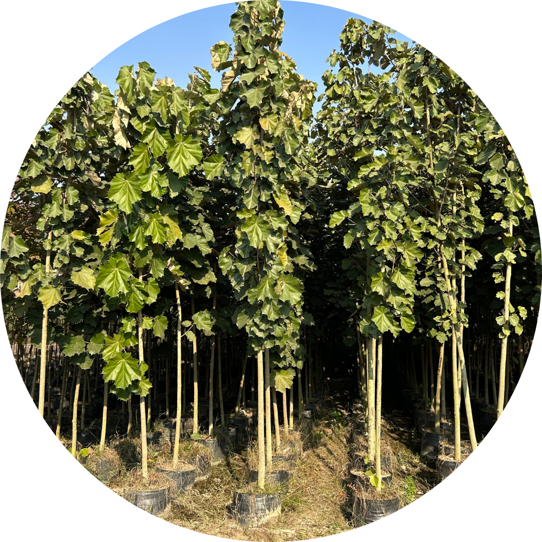 Timber – Bagwani Nursery