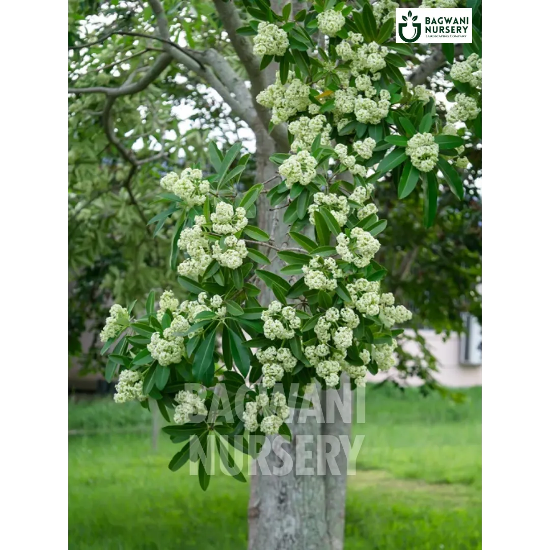 Buy Alstonia Timber Tree Online | Alstonia Scholaris| Bagwani Nursery