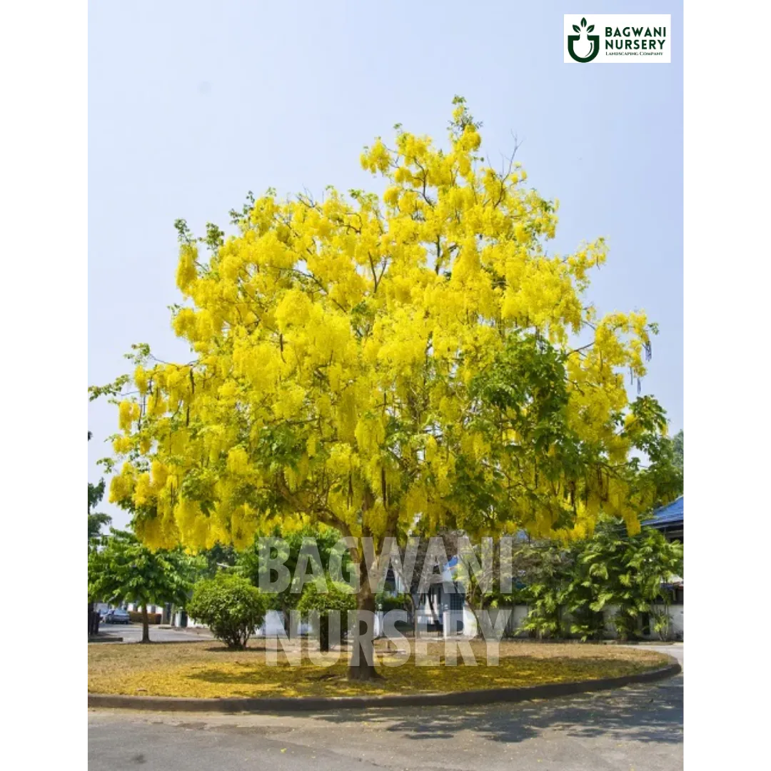 Buy Amaltash Timber Tree Online | Cassia Fistula | Golden Shower | Bag ...