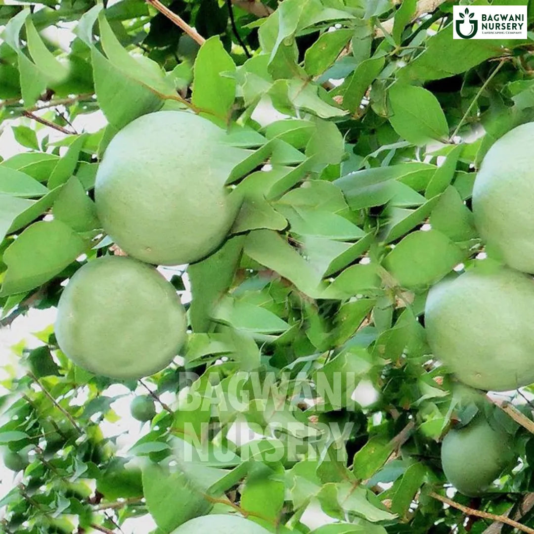 Buy Bael Patra Tree Online | Aegle Marmelos | Bagwani Nursery | Wholes