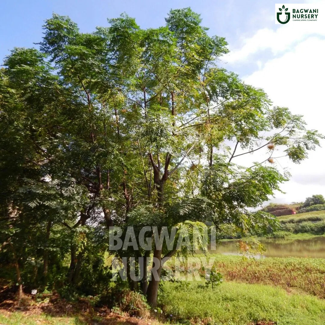 Buy Bakain Timber Tree Online | Melia Azedarach | Bagwani Nursery | Wh