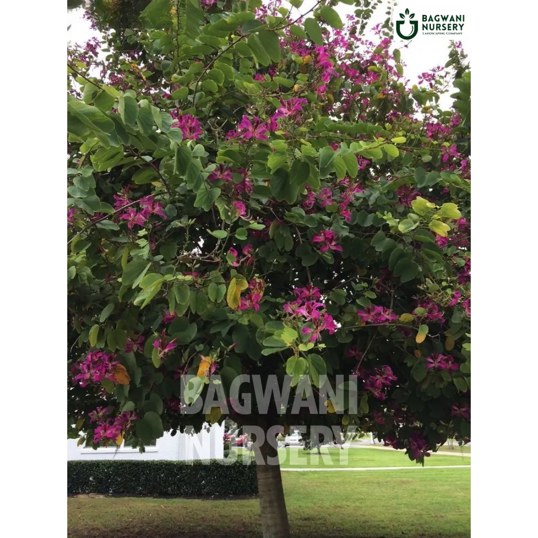 Buy Bauhinia purpurea Timber Tree Online | Orchid Tree |Bagwani Nurser ...