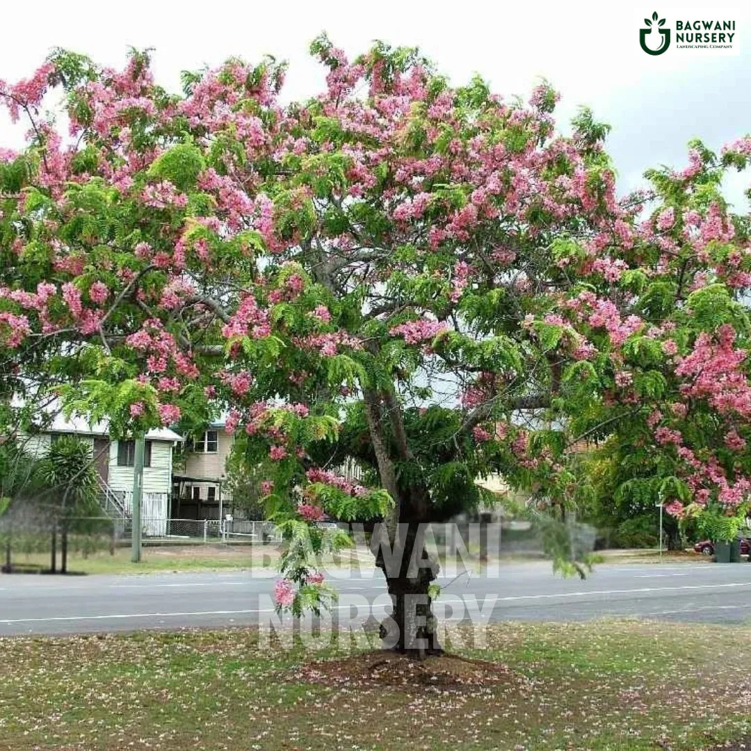 Buy Cassia Javanica Timber Tree Online | Pink Shower Tree | Bagwani Nu ...