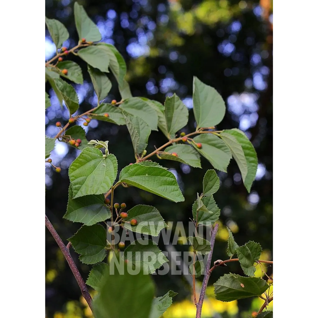 Buy Phalsa Timber Tree Online |Grewia Asiatica | Bagwani Nursery | Who