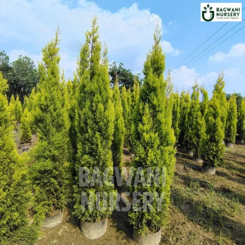 Golden Cypress | Cypress Tree | Bagwani Nursery | Wholesale Plant Supp