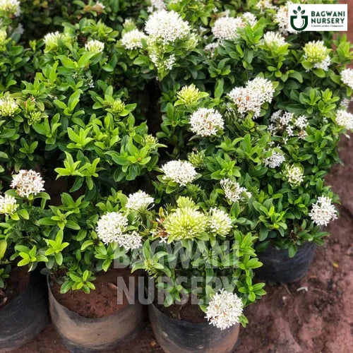 Ixora Mini Dwarf White | Ixora Coccinea | Bagwani Nursery | Wholesale