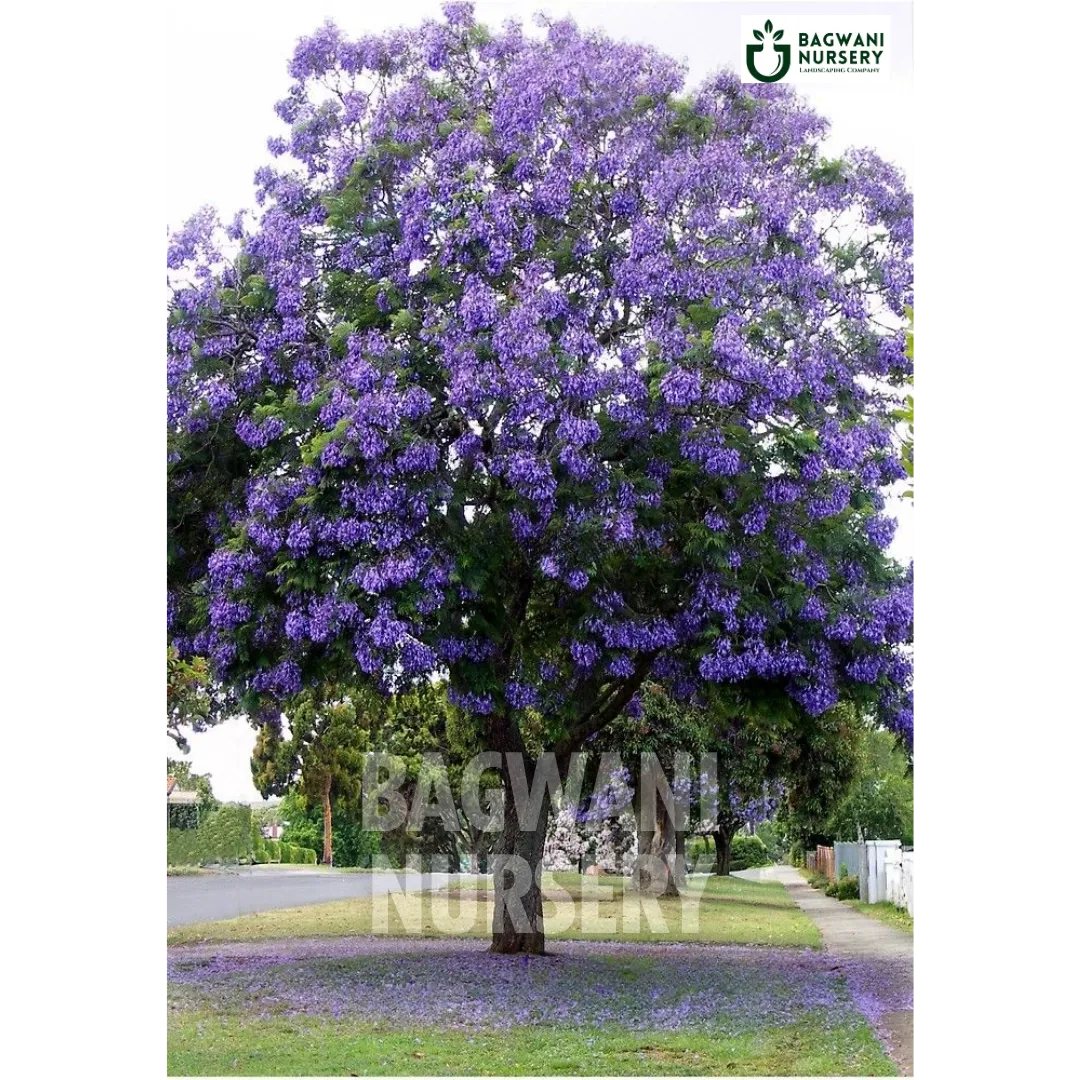 Buy Jacaranda Timber Tree Online | Jacaranda Mimosifolia | Bagwani Nur ...