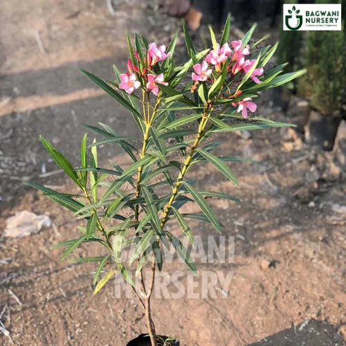 Nerium Oleander Tree Plants Which Are Toxic/Poisonous To Cats | Going