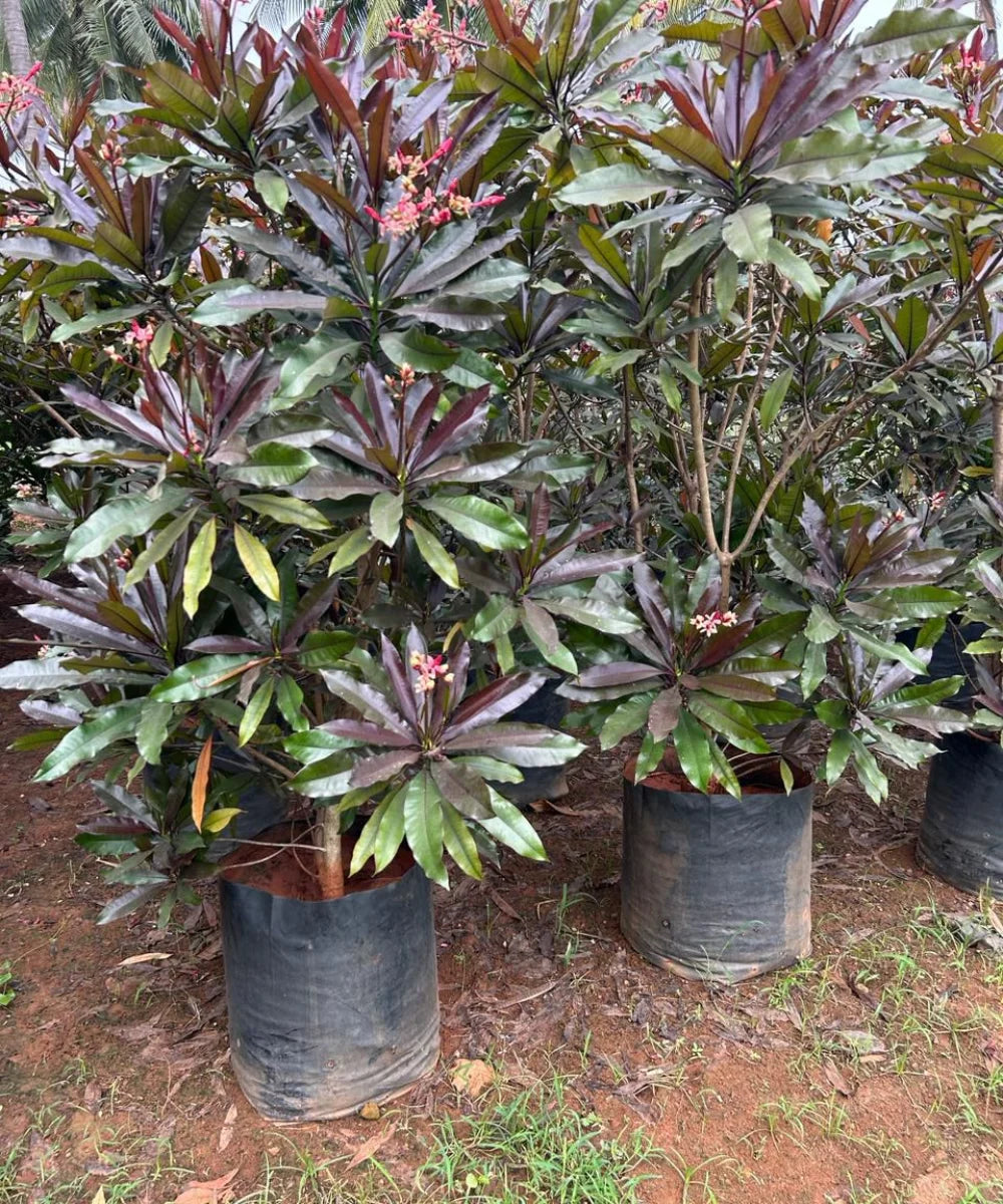 Pong Pong Champa Tree | Wholesale Plant Supplier – Bagwani Nursery