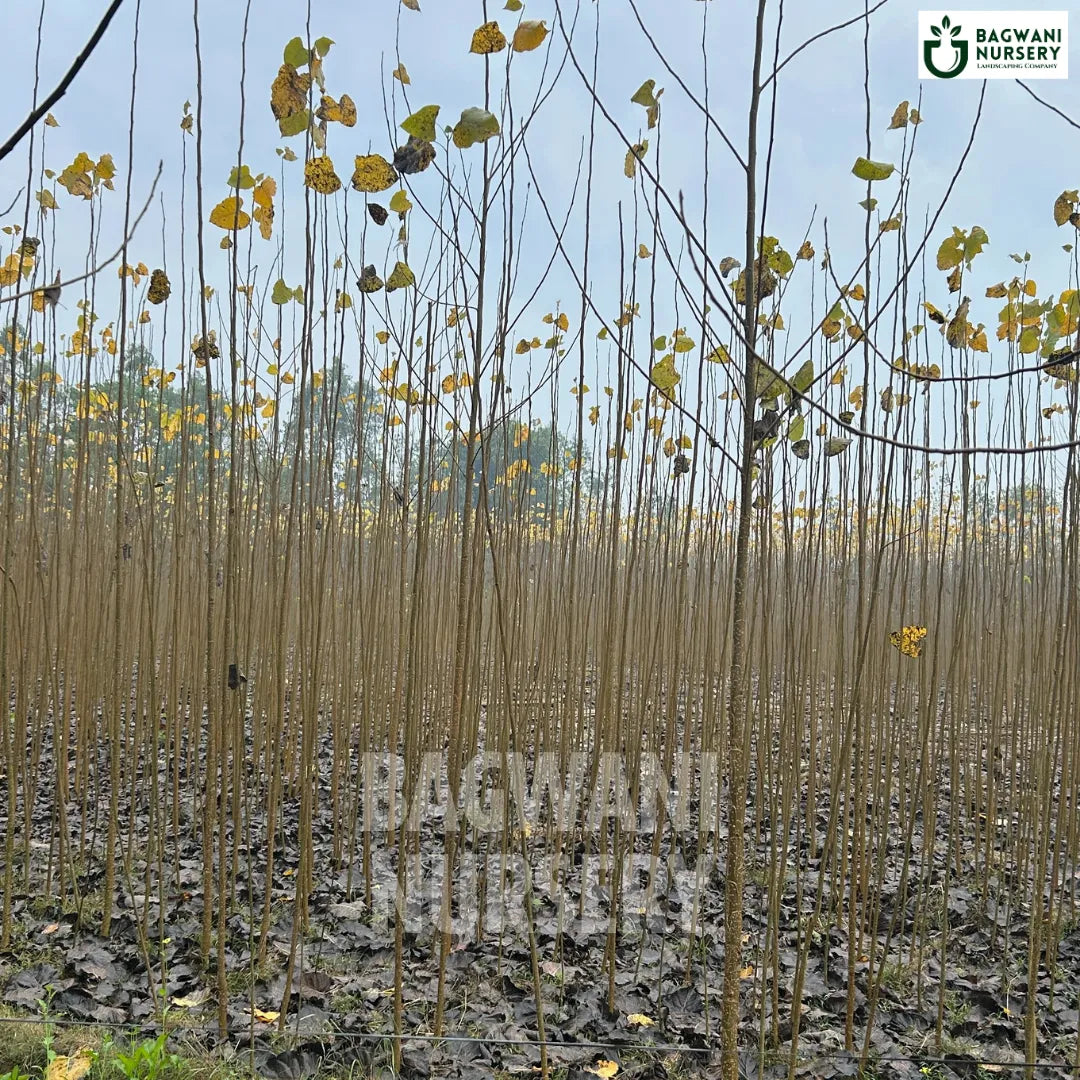 Buy Poplar Timber Tree Online | Populus | Bagwani Nursery | Wholesale