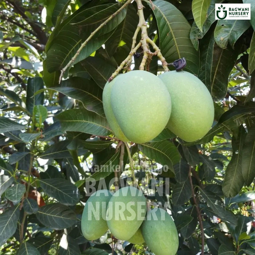 Buy Ramkela Mango Fruit Tree Online | Mangifera Indica | Bagwani Nurse ...