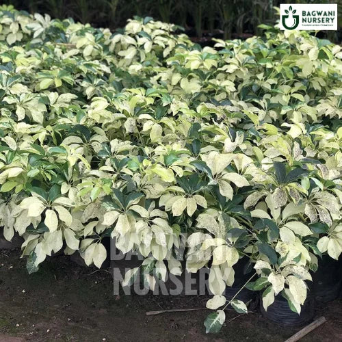 Variegated Umbrella Tree | Variegated Schefflera | Bagwani Nursery | W