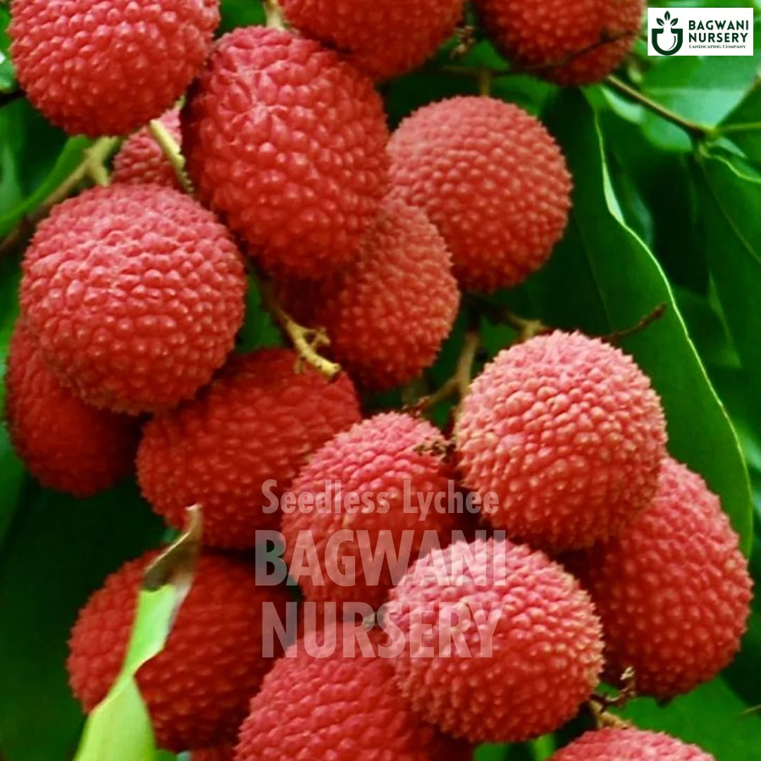 Buy Seedless Bedana Litchi Fruit Tree Online | Litchi Chinensis | Bagw ...