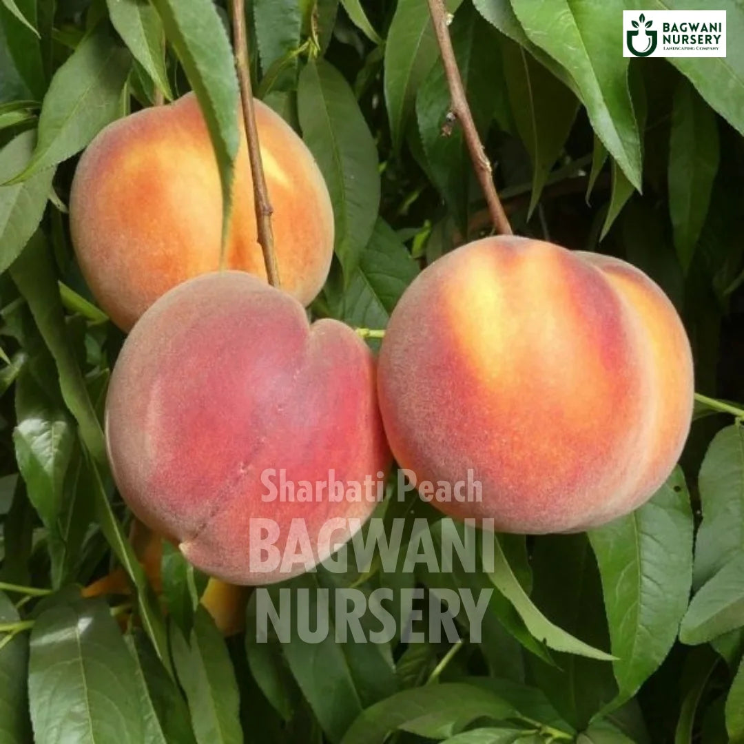 Buy Sharbati Peach Fruit Tree Online | Prunus Persica | Aadu | Bagwani ...