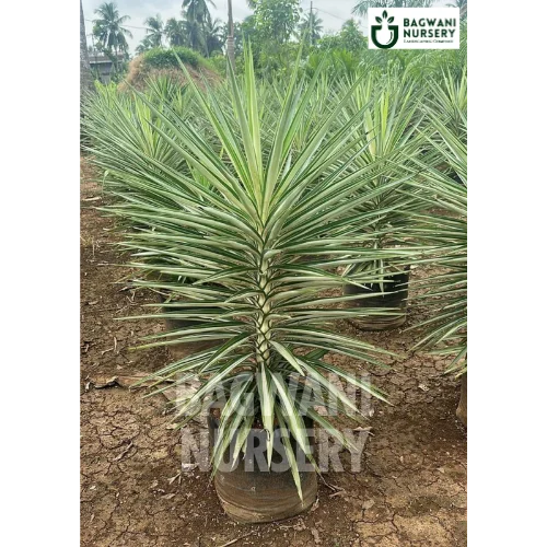 Silver Yucca | Yucca Elephantipes | Bagwani Nursery | Wholesale Plant