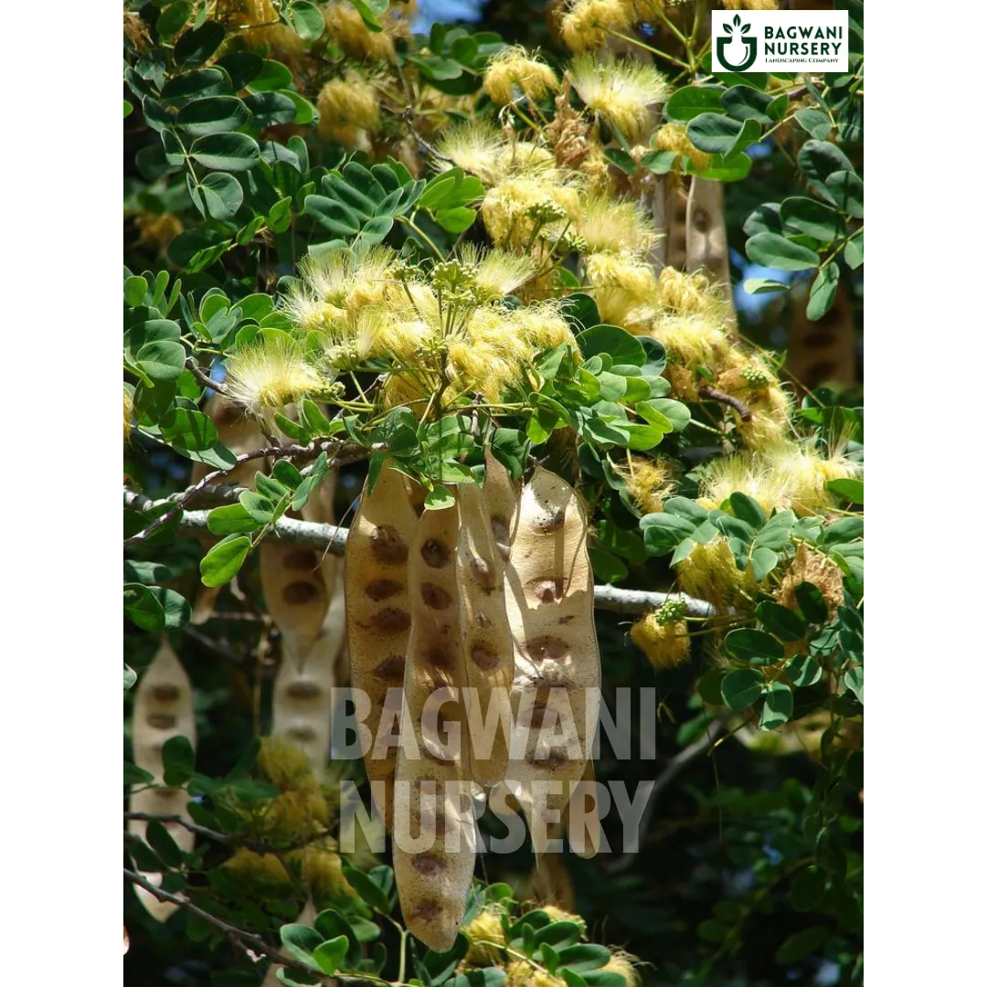 Buy Siris Timber Tree Online | Albizia Lebbeck | Bagwani Nursery | Who