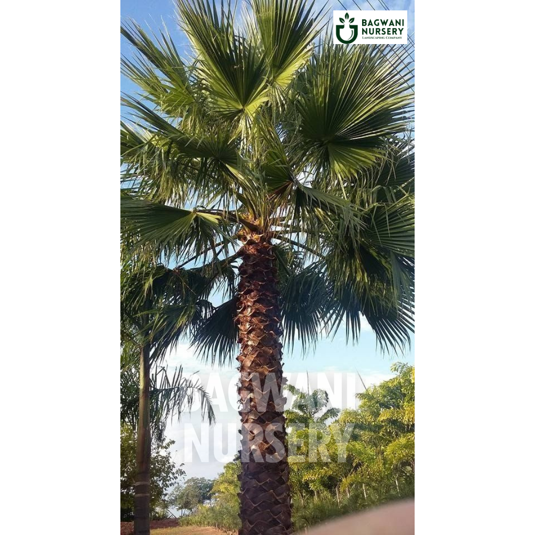 Buy Washingtonia Palm Tree Online | Washingtonia Robusta | Bagwani Nur ...
