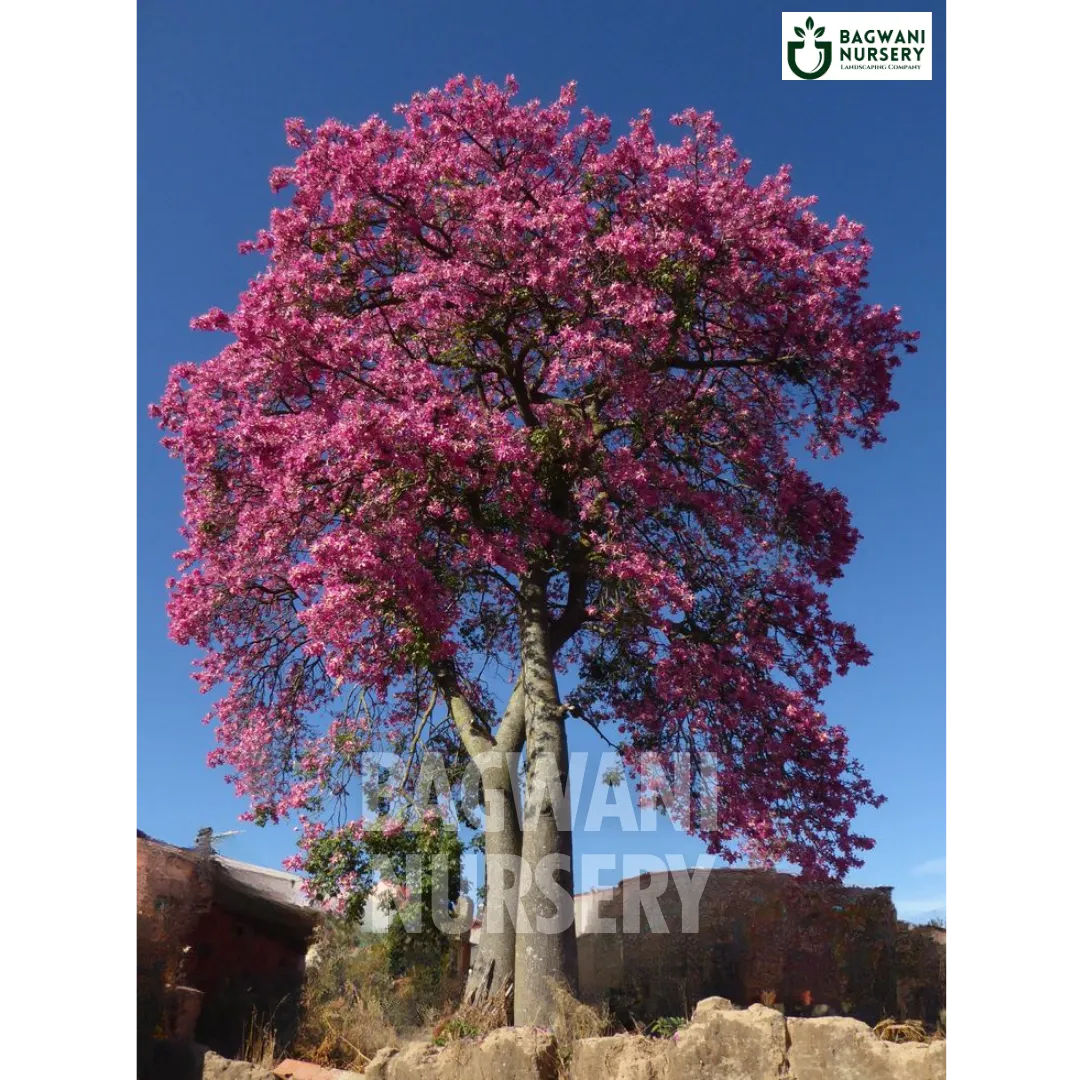 Buy Chorisia Speciosa Timber Tree Online | Silk Floss Tree | Bagwani N ...